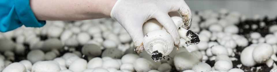 The Basics of Growing